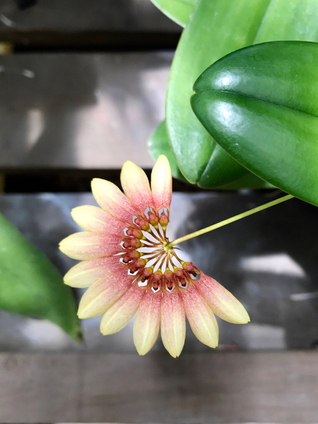 Bulbophyllum Daisy Chain/orchid/large Division in 4" Pot X10" Tall - Etsy