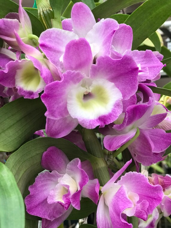 Dendrobium Violet Fizz 'luna' in 3.5 Pot - Etsy