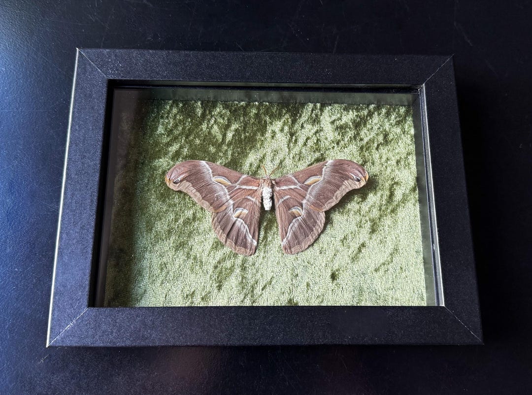 Silk Moth Preserved - Etsy