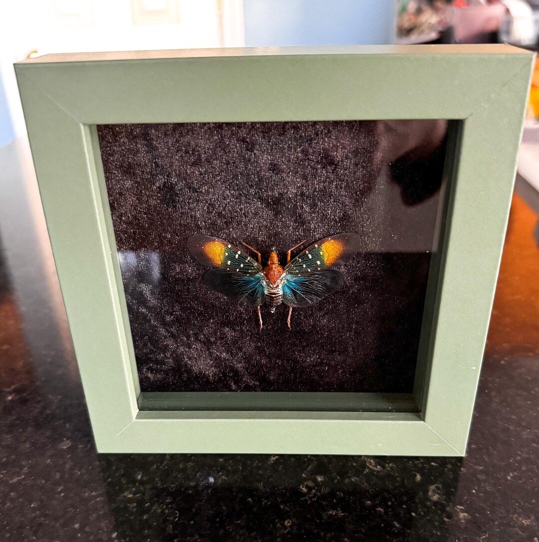 Pyrops Gunjii Blue Lanternfly - Etsy