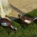 Metal Pheasant Garden Ornament Sculpture Art - Handmade Recycled Metal ...