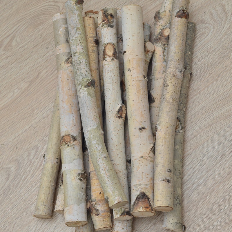 Birch Branches - Etsy UK