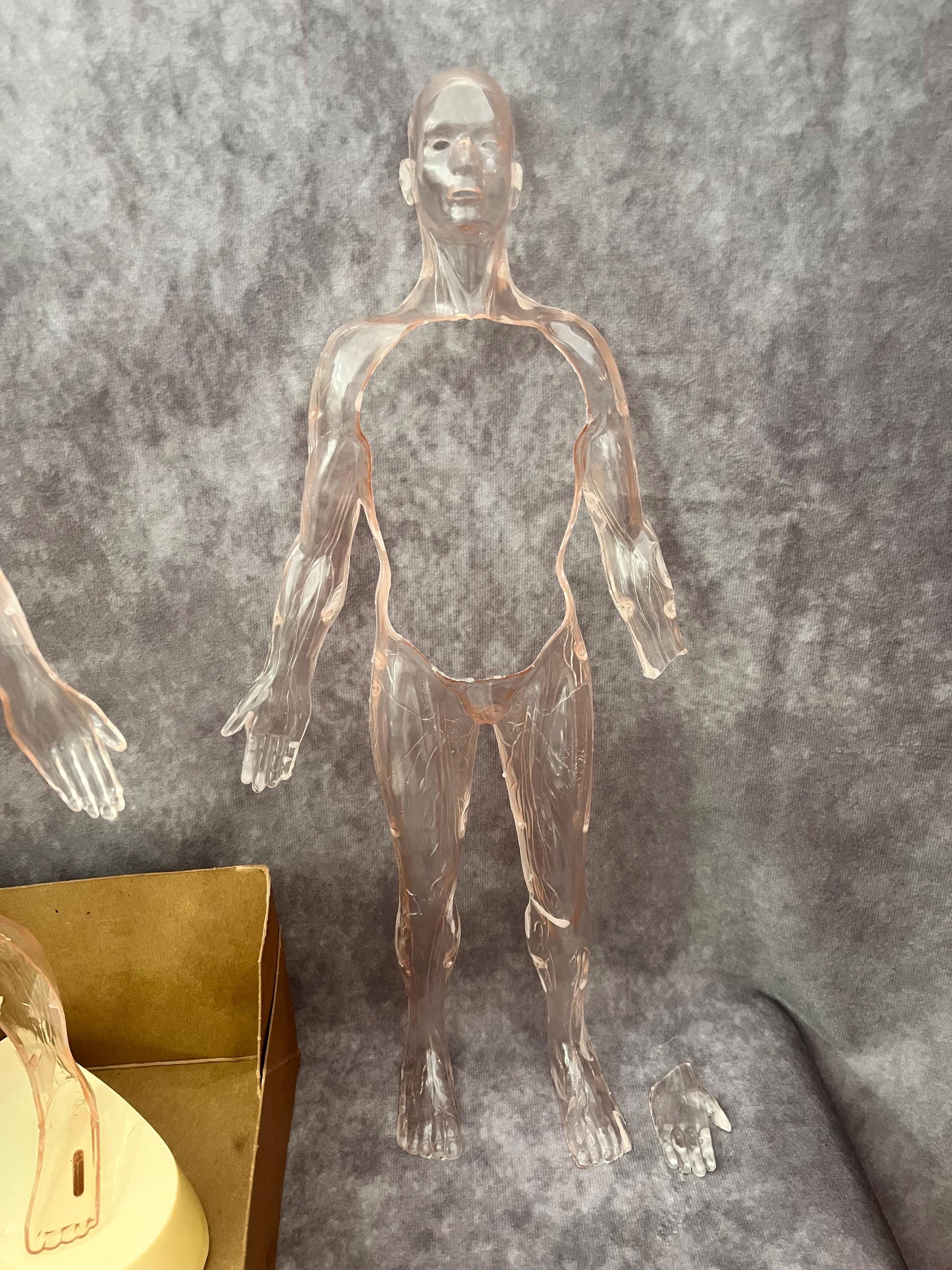 The Visible Man Vintage Anatomy Human Body Model - Etsy