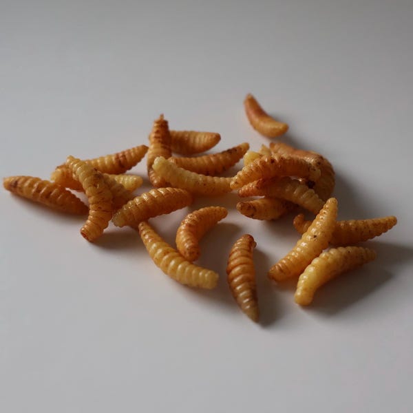 Maggots - Etsy