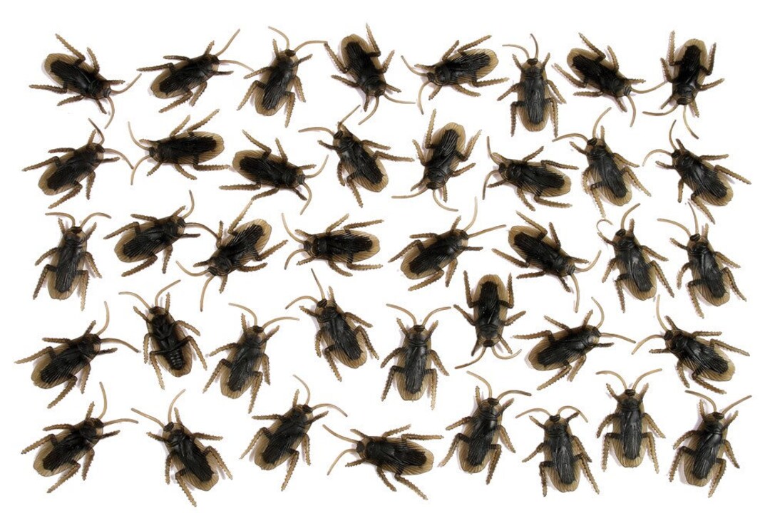 Fake Cockroaches Props for Halloween & Special Effects Makeup or ...