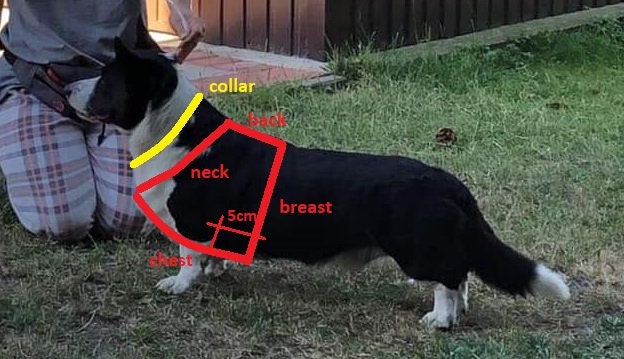 Dog Harness Wide Chest for Corgi CORGONAUTA - Etsy UK