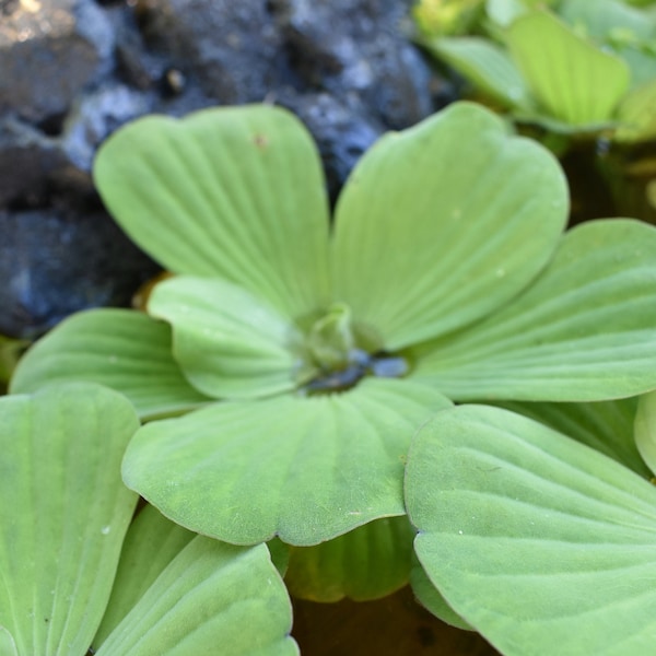 Miniature Aquarium - Etsy