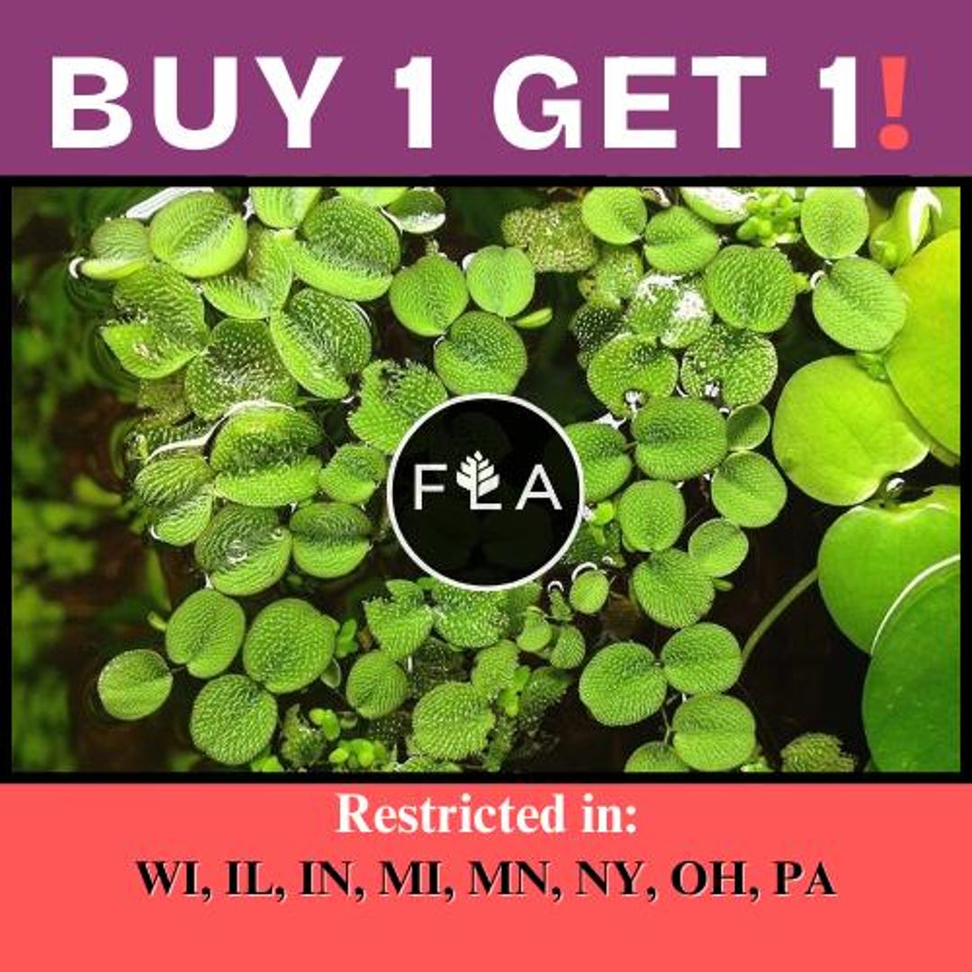 BUY 1 GET 1 FREE (large 60+!)floating Water Spangles (salvinia)-easy ...