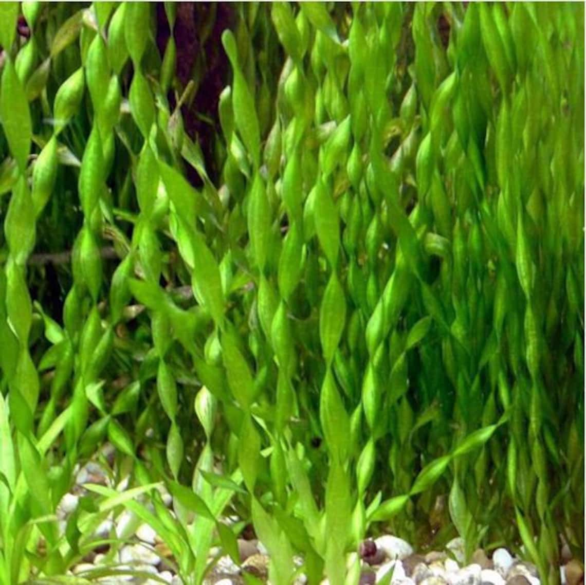 BUY 2 GET 1 FREE Corkscrew Val vallisneria - Etsy