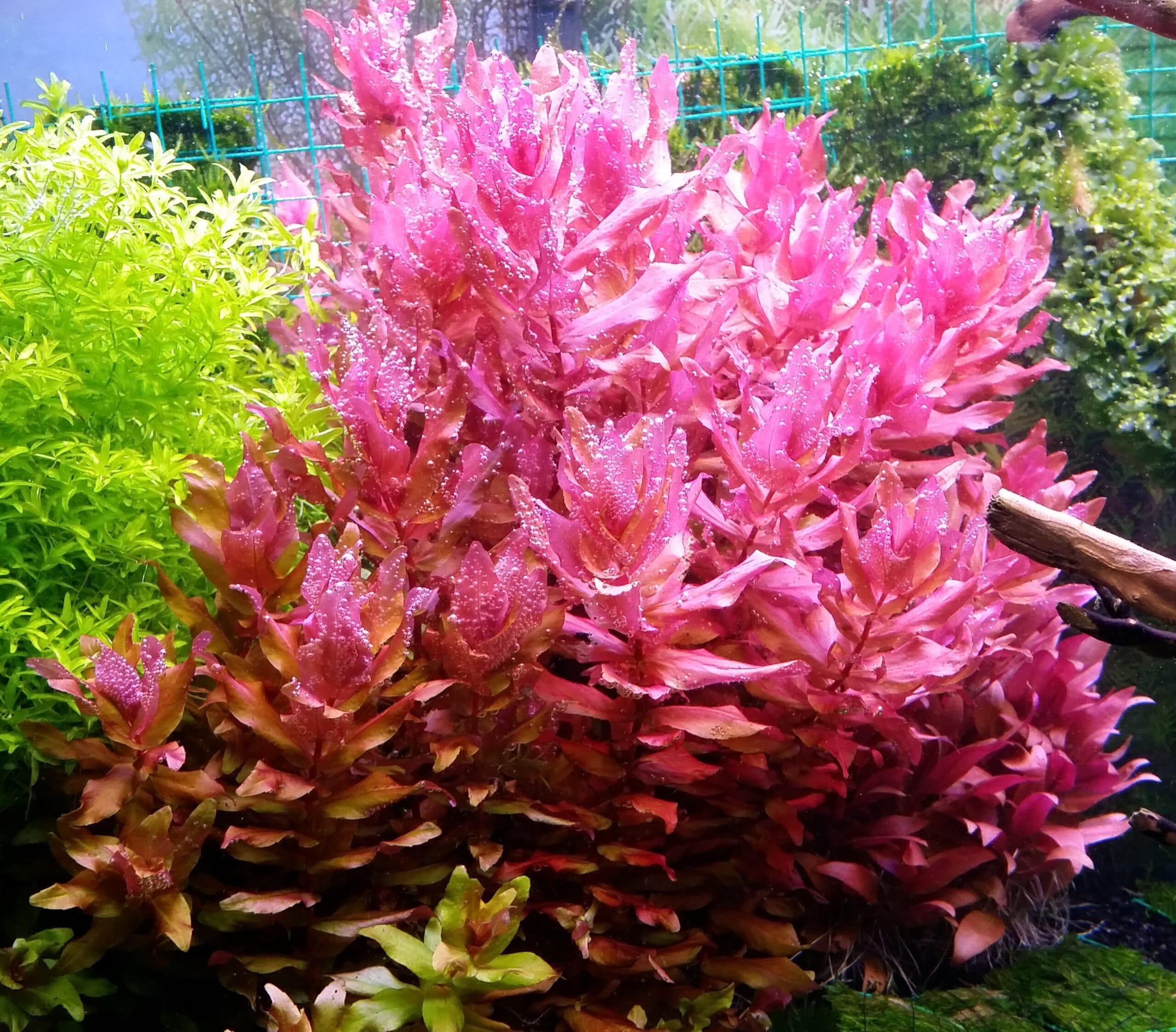 BUY 2 GET 1 FREE Rotala Macrandra-advanced Live Aquarium Pond - Etsy