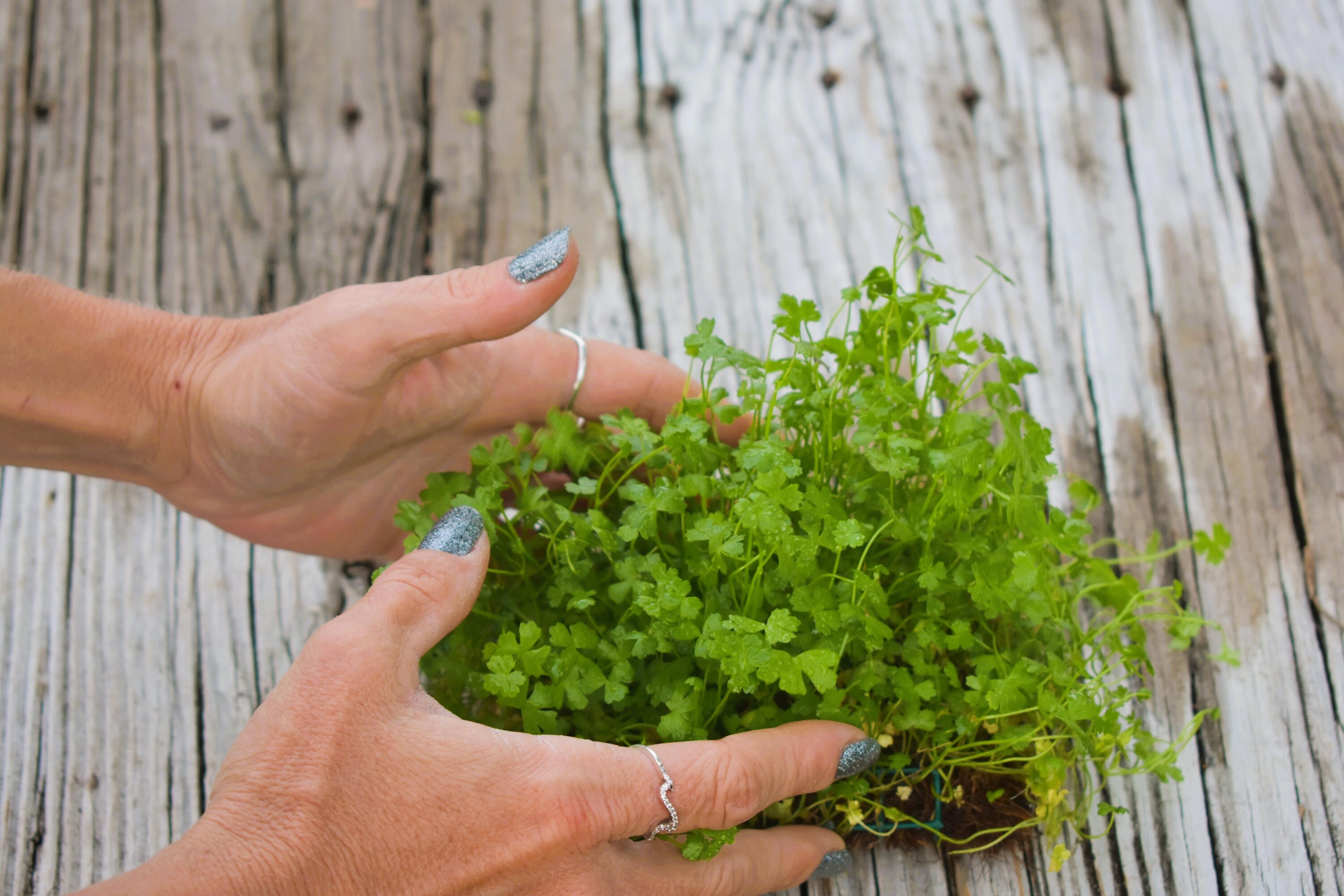 Plants on Mats! Hydrocotyle Tripartita sp. Japan on Weighted Mat ...