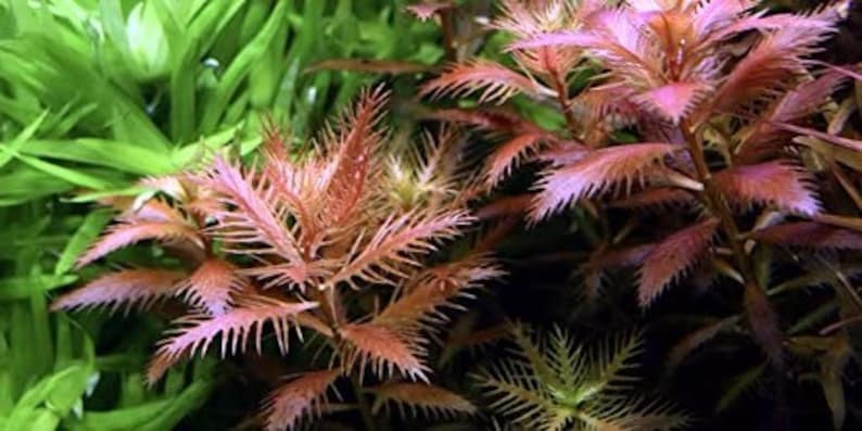 BUY 2 GET 1 FREE Mermaid Weed (proserpinaca Palustris)-easy Live ...