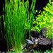 BUY 2 GET 1 FREE Corkscrew Val vallisneria Contortionisteasy Live ...