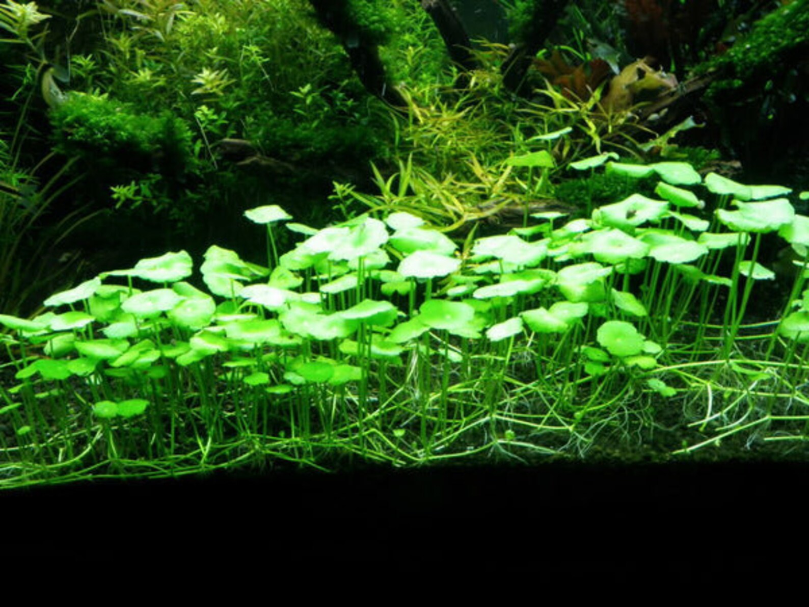 BUY 2 GET 1 FREE Pennywort (hydrocotyle Sp)-easy Live Aquarium Pond ...