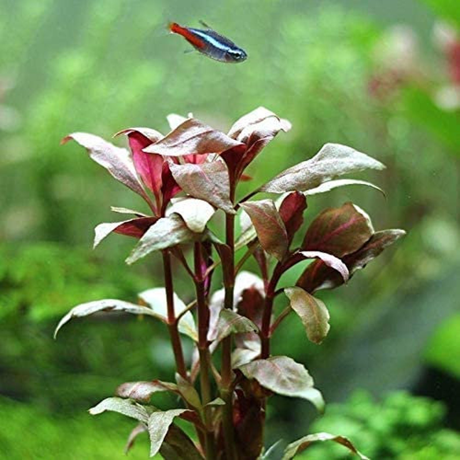 BUY 2 GET 1 FREE Scarlet Temple (alternanthera Reineckii)-easy Live ...