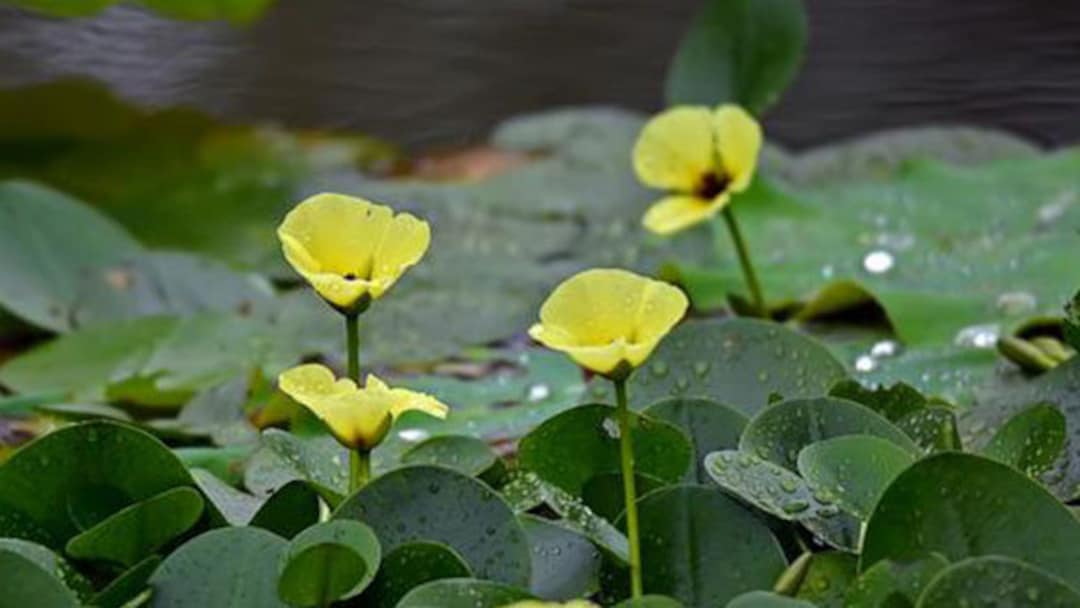 BUY 2 GET 1 FREE Water Poppy (hydrocleys Nymphoides)-easy Live Aquarium ...