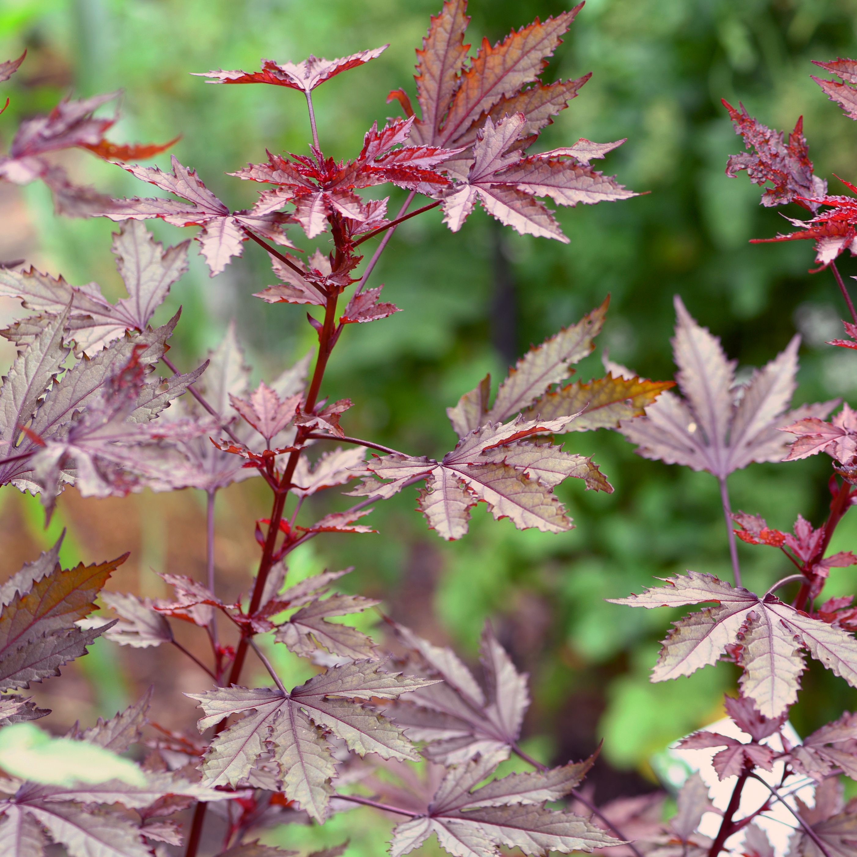 Marginal Plants — Aquatic Plants — Florida Aquascaping