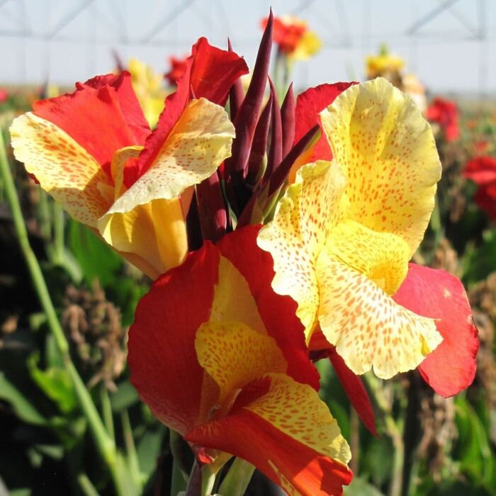 Marginal Plants — Aquatic Plants — Florida Aquascaping