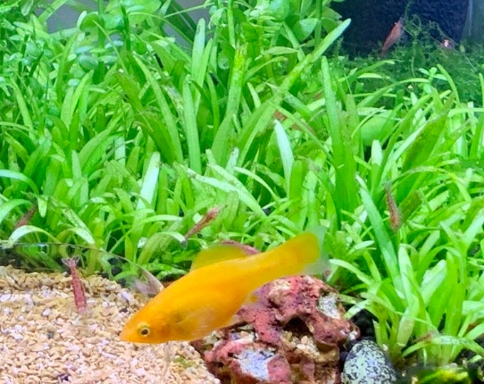 15x Dwarf Sagittaria Subulata Dwarf Sag Live Aquarium Plants Aquatic ...