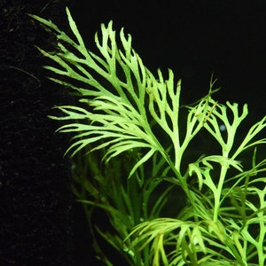 BUY 2 GET 1 FREE Water Sprite (water Fern, Indian Fern)-easy Live ...