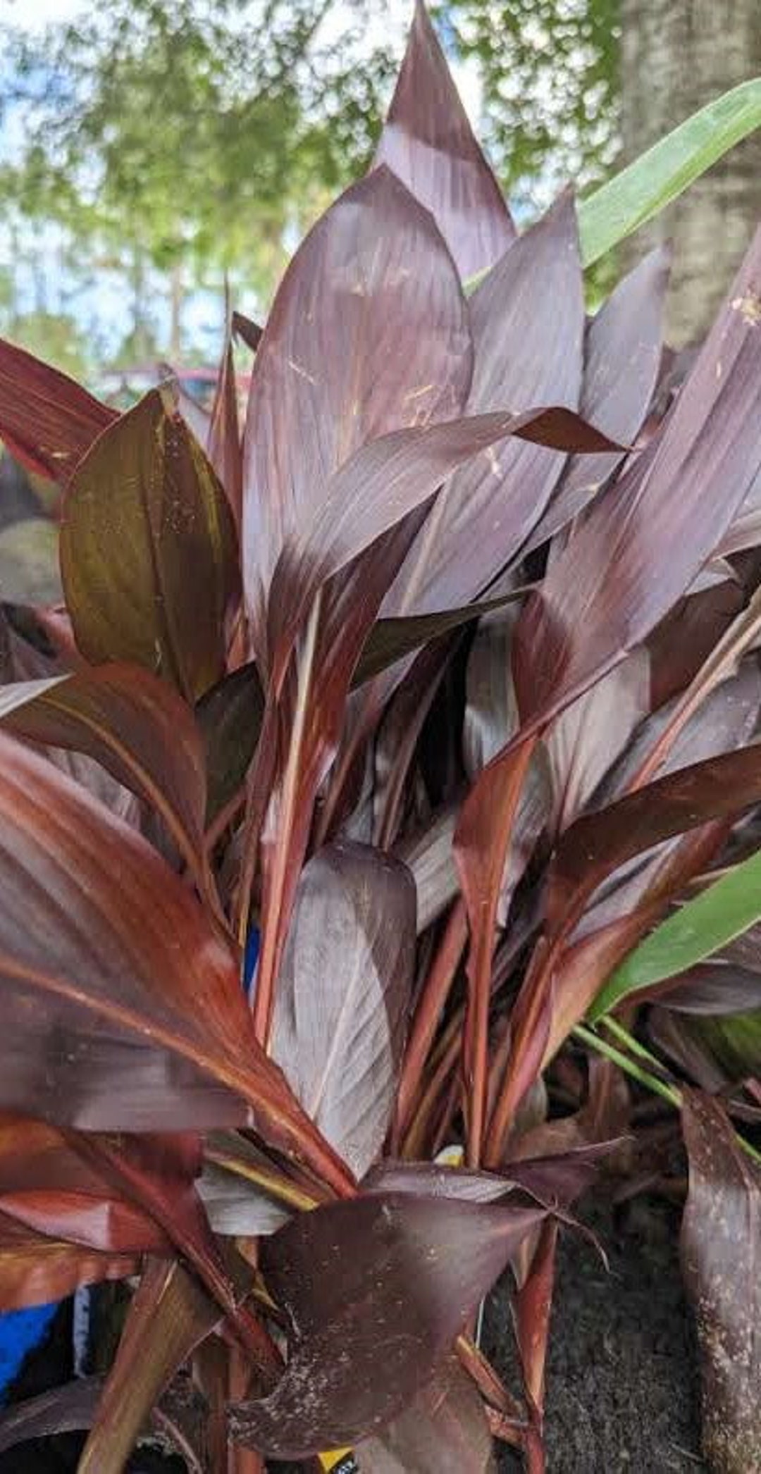 Canna Lily 'cleopatra Red Leaf'-live Aquatic Marginal Starter Plant for ...