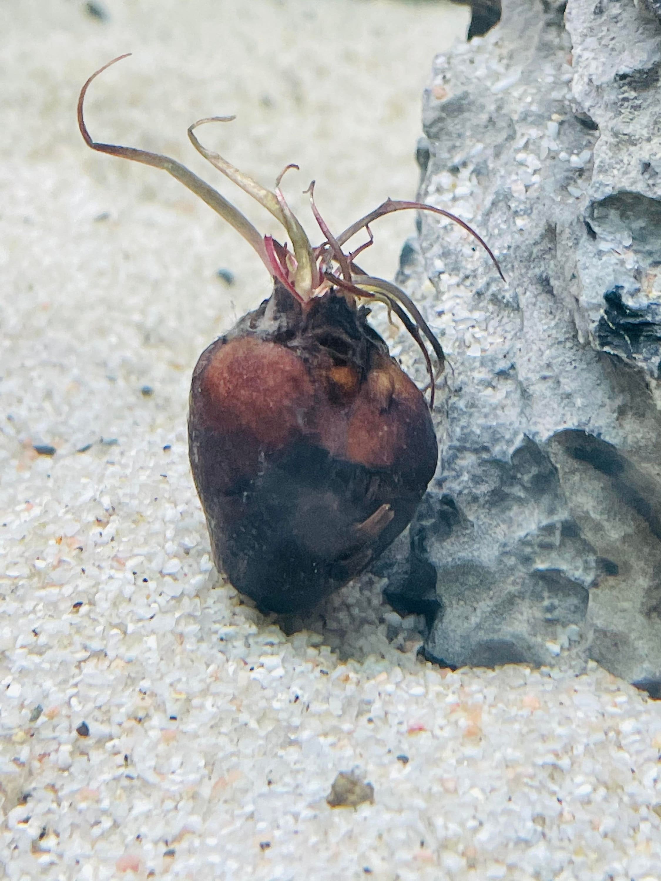 BUY 2 GET 1 FREE Tiger Lotus Bulb (Nymphaea Zenkeri) — Florida Aquascaping