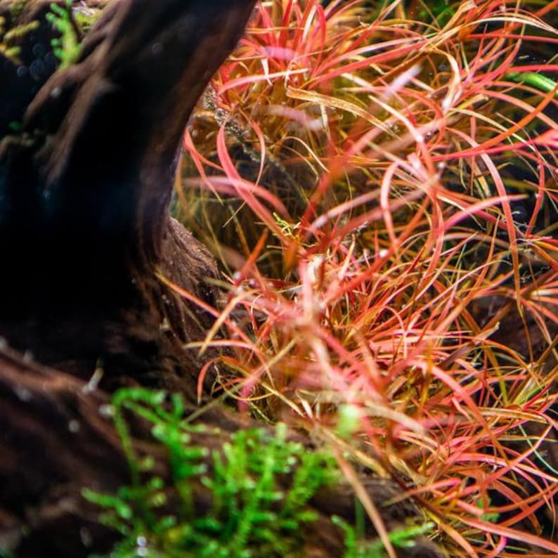 BUY 2 GET 1 FREE Juncus Repens Easy Live Aquarium Aquatic - Etsy