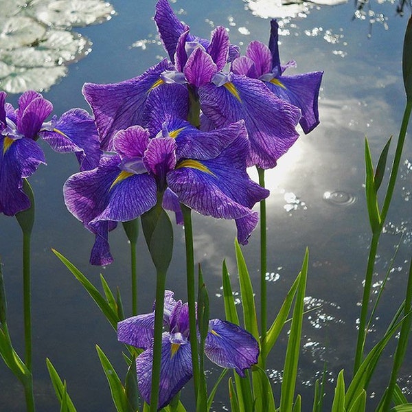 Water Iris - Etsy