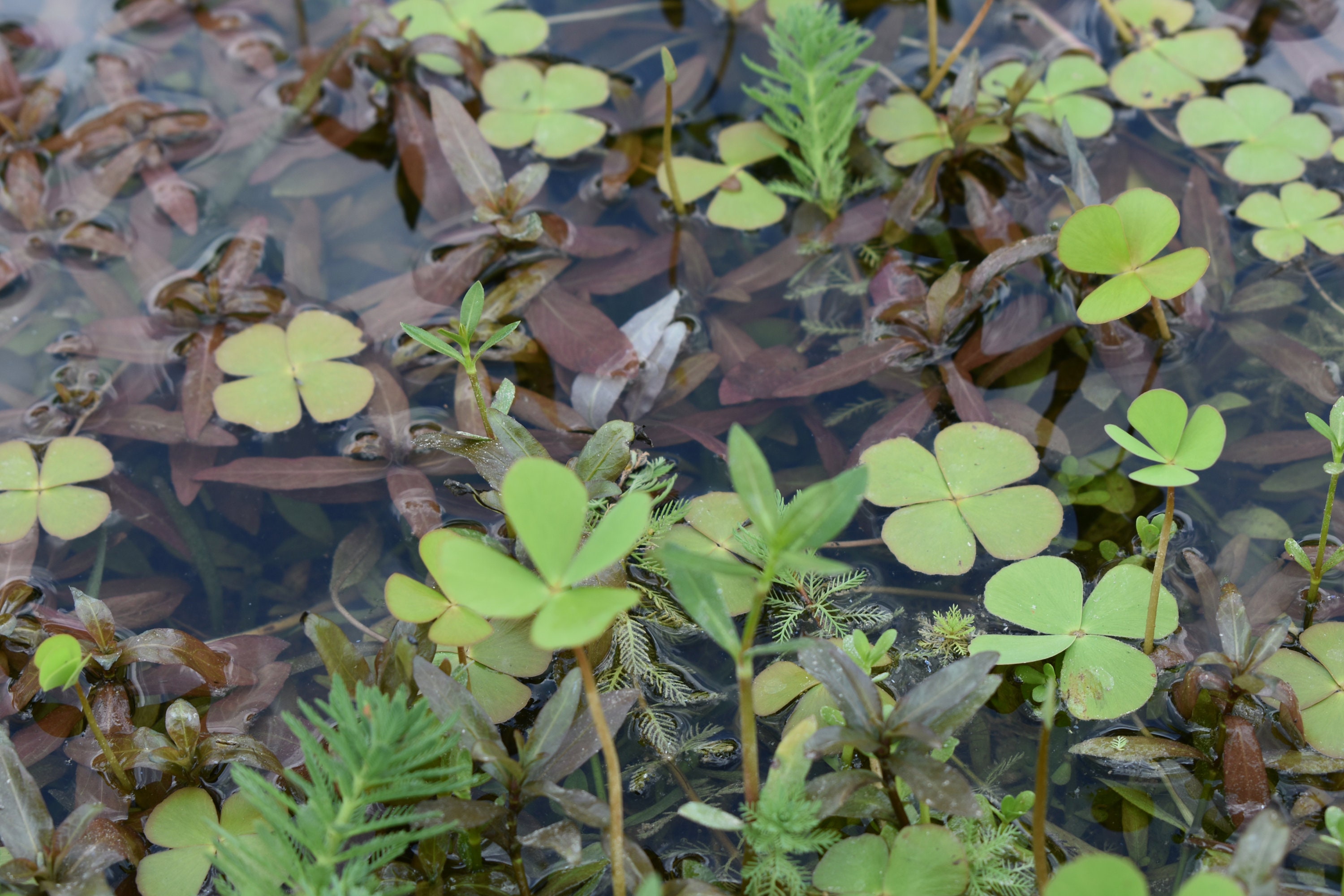 Floating Plants — Aquatic Plants — Florida Aquascaping