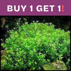 BUY 1 GET 1 FREE Pearlweed (hemianthus Micranthemoides)-easy Live ...