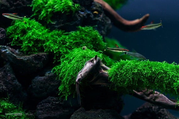 Weeping Moss vesicularia Ferriei Live Aquarium Pond - Etsy
