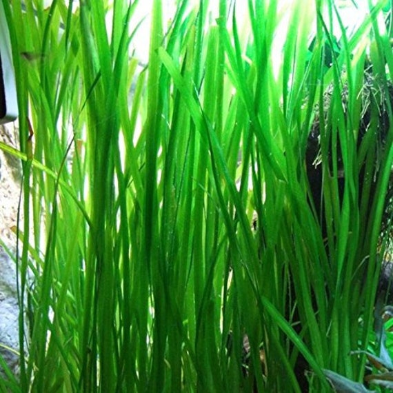 BUY 2 GET 1 FREE Jungle Val vallisneria Americana Easy Live - Etsy
