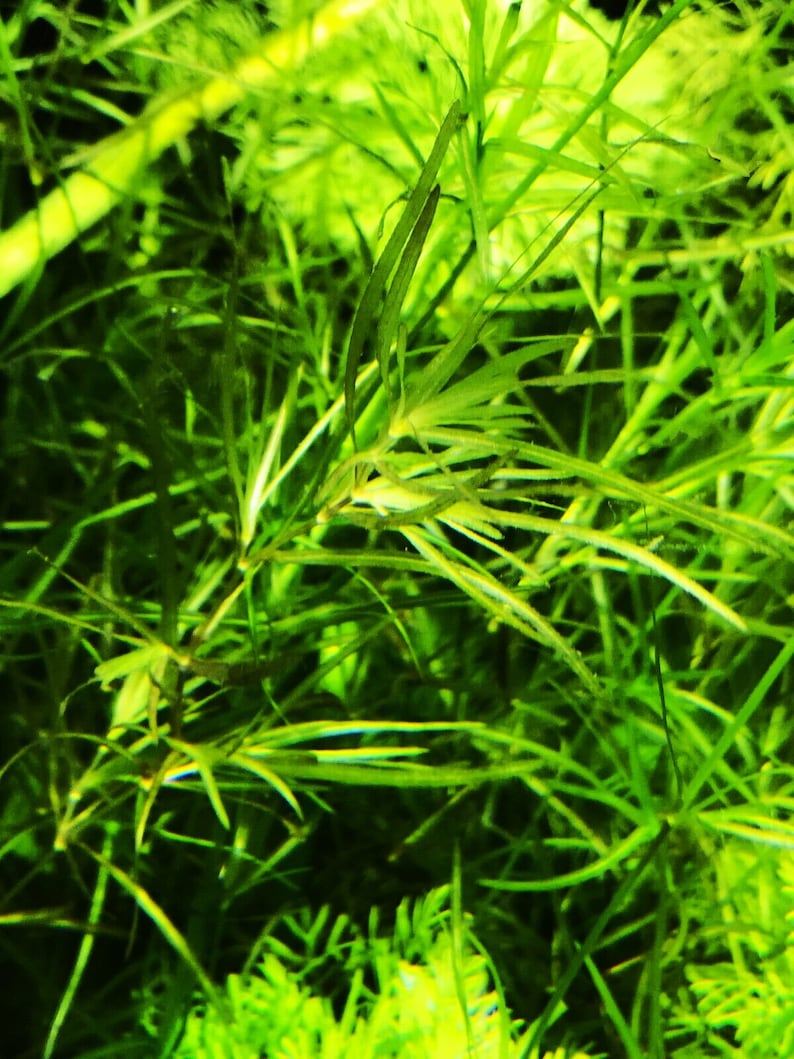 BUY 2 GET 1 FREE Guppy Grass (najas Guadalupensis)-easy Live Aquarium ...