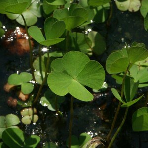 BUY 2 GET 1 FREE Water Clover (marsilea Quadrifolia) - Easy Live ...