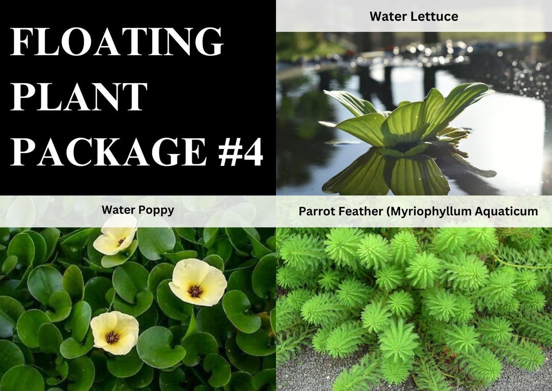 Lettuce, Poppy, Parrot Feather - 3 Plants Pack - Easy Live Aquarium ...