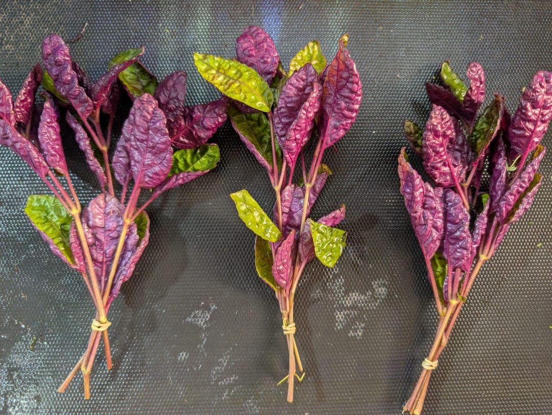 BUY 2 GET 1 FREE Purple Waffle (hemigraphis Alternata) -easy Live ...