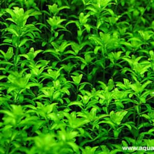 BUY 1 GET 1 FREE Pearlweed (hemianthus Micranthemoides)-easy Live ...