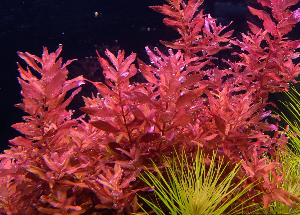 BUY 2 GET 1 FREE Rotala Macrandra-advanced Live Aquarium Pond - Etsy