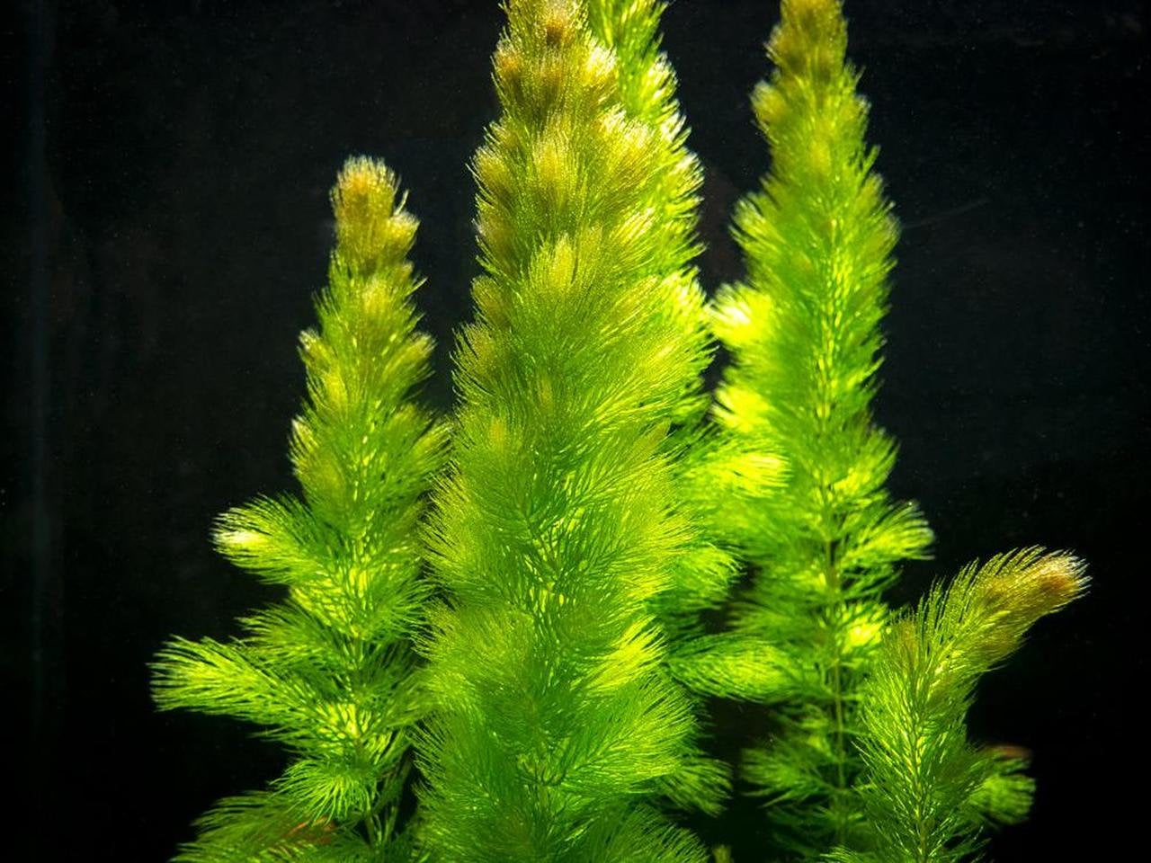 BUY 2 GET 1 FREE Hornwort-Coontail (Ceratophyllum Demersum) — Florida ...