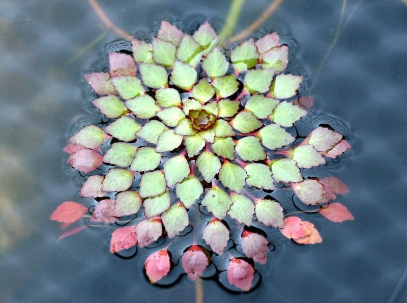 Floating Plants — Aquatic Plants — Florida Aquascaping