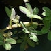 Sensitive Plant! (neptunia Aquatica)-live Aquatic Marginal Starter ...