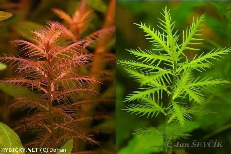 BUY 2 GET 1 FREE Mermaid Weed (proserpinaca Palustris)-easy Live ...