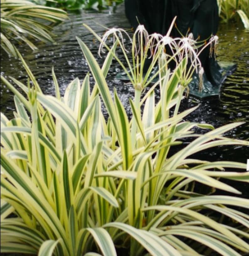 BUY 2 GET 1 FREE Variegated Spider Lily (hymenocallis Caribaea)-live ...