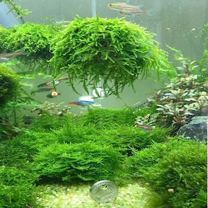 BUY 2 GET 1 FREE Christmas Moss (vesicularia Montagnei)-easy Live ...
