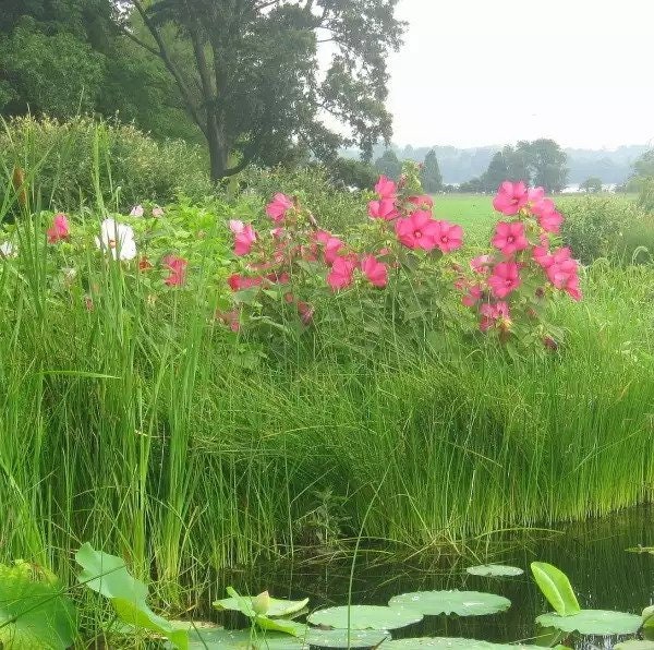 Marginal Plants — Aquatic Plants — Florida Aquascaping