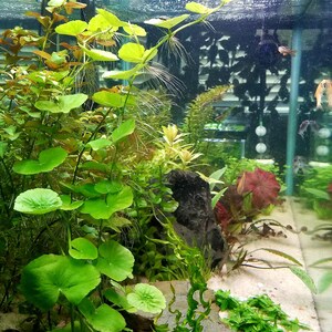 BUY 2 GET 1 FREE Brazillian Pennywort (hydrocotyle Sp)-easy Live ...