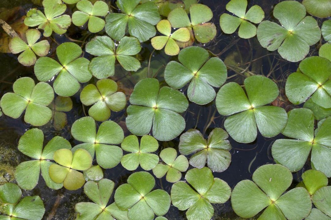 BUY 2 GET 1 FREE Water Clover (marsilea Quadrifolia) - Easy Live ...
