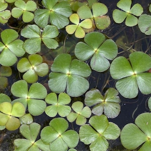 BUY 2 GET 1 FREE Water Clover (marsilea Quadrifolia) - Easy Live ...