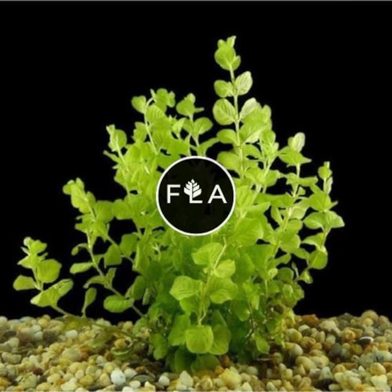 BUY 2 GET 1 FREE Golden Lloydiella-golden Creeping Jenny (lysimachia ...