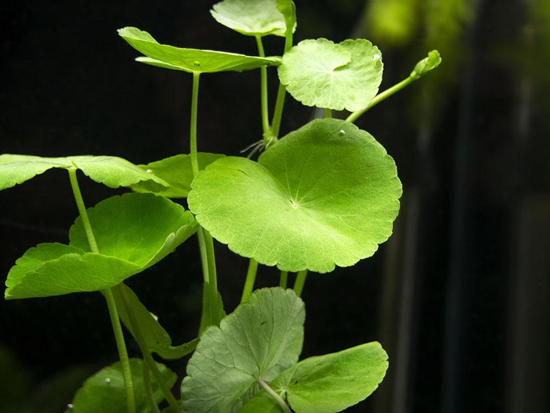 BUY 2 GET 1 FREE Pennywort (hydrocotyle Sp)-easy Live Aquarium Pond ...